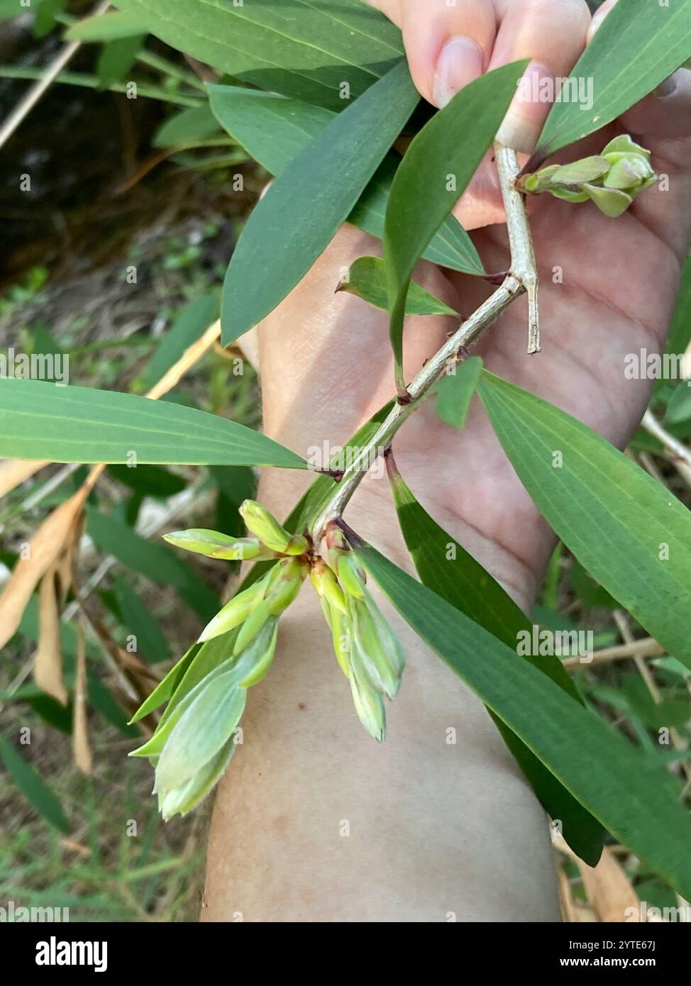 Broad-leaved paperbark (Melaleuca quinquenervia Stock Photo - Alamy