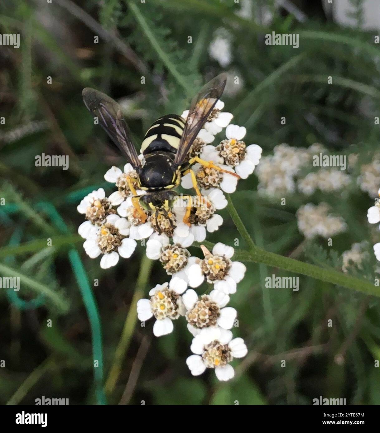Four-banded Stink Bug Wasp (Bicyrtes quadrifasciatus Stock Photo - Alamy