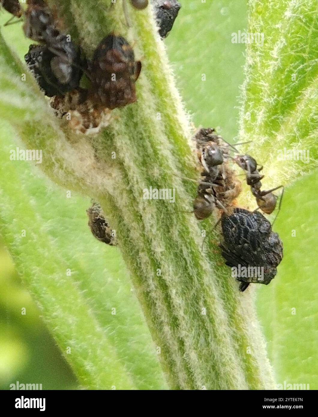 Winged and Once-winged Insects (Pterygota Stock Photo - Alamy