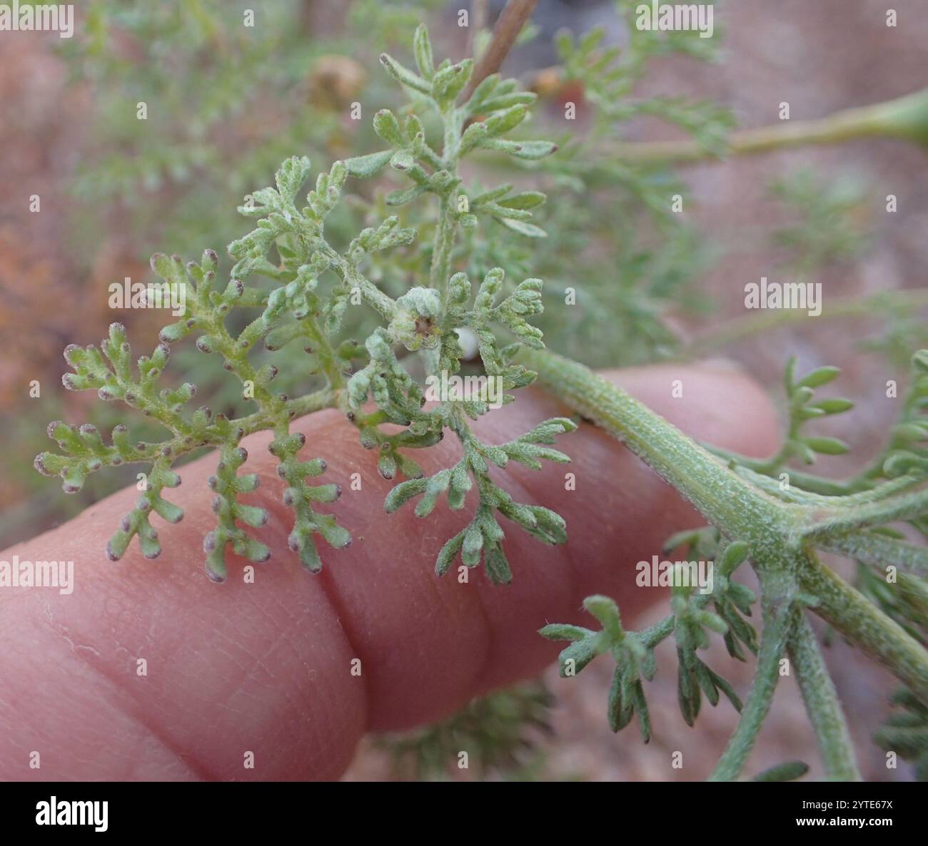 Grand Stinkweed (Oncosiphon grandiflorus Stock Photo - Alamy