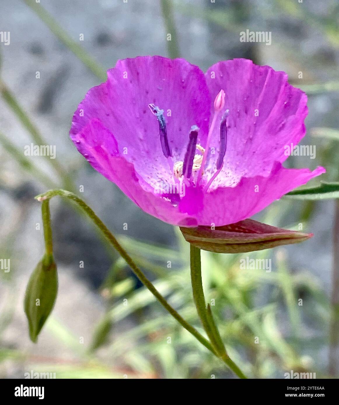 Lewis' Clarkia (Clarkia lewisii Stock Photo - Alamy