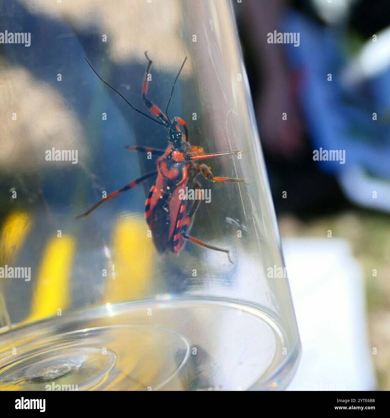Flower Assassin Bugs (Rhynocoris Stock Photo - Alamy