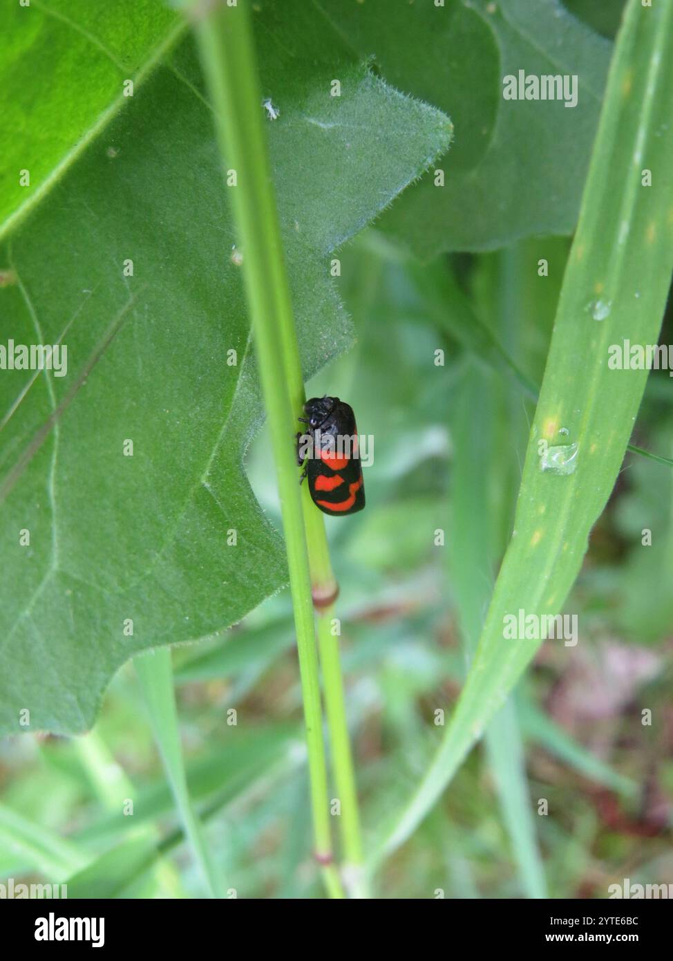 Common Froghopper (Cercopis vulnerata Stock Photo - Alamy
