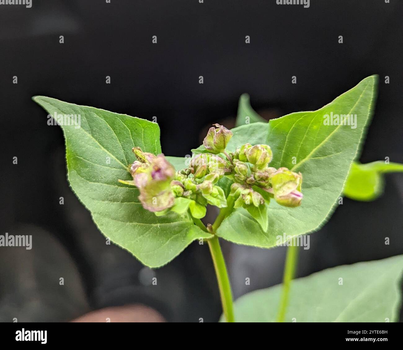 Wild Four o'Clock (Mirabilis nyctaginea Stock Photo - Alamy