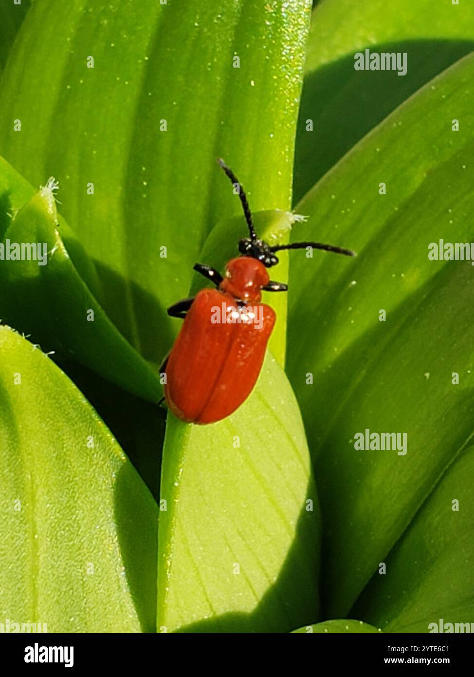 Lily Leaf Beetle (Lilioceris lilii Stock Photo - Alamy
