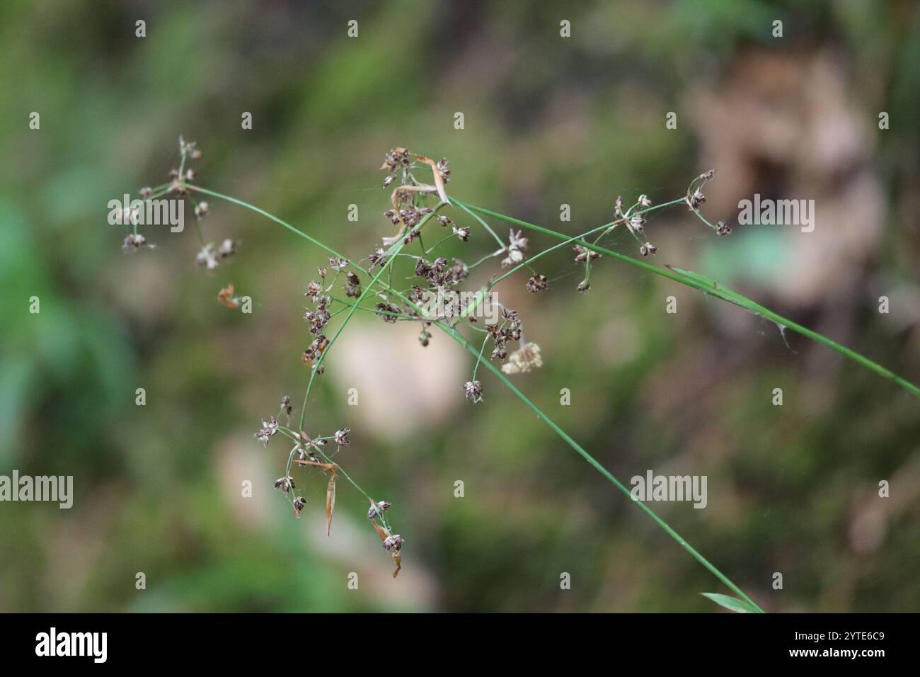 Great Woodrush (Luzula sylvatica Stock Photo - Alamy