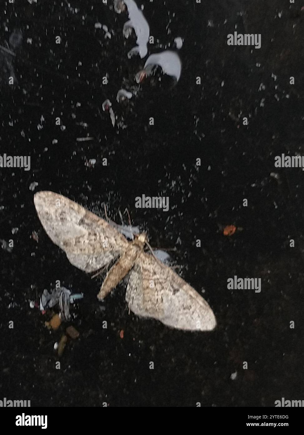 Oak tree pug hi-res stock photography and images - Alamy