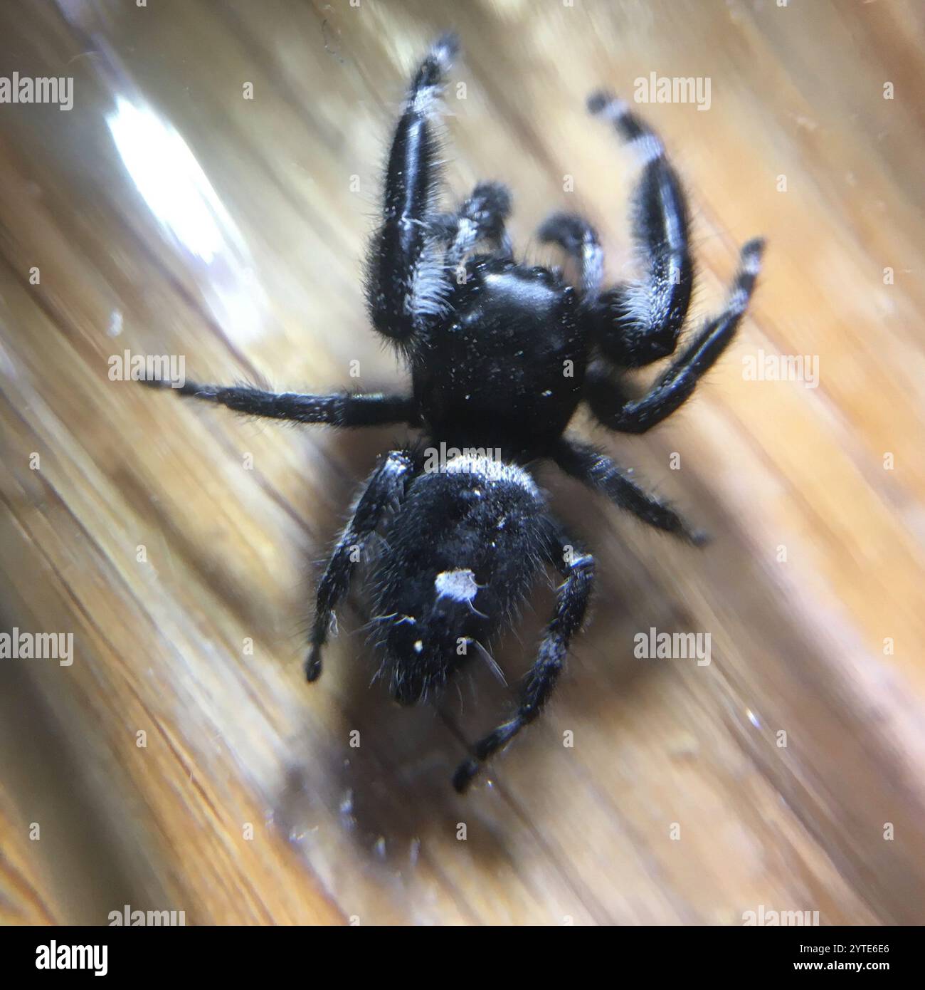 Bold Jumping Spider (Phidippus audax Stock Photo - Alamy