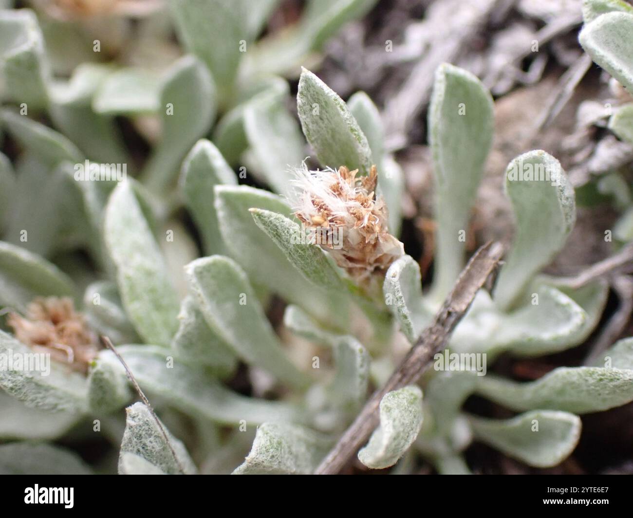 Low Pussytoes (Antennaria dimorpha Stock Photo - Alamy