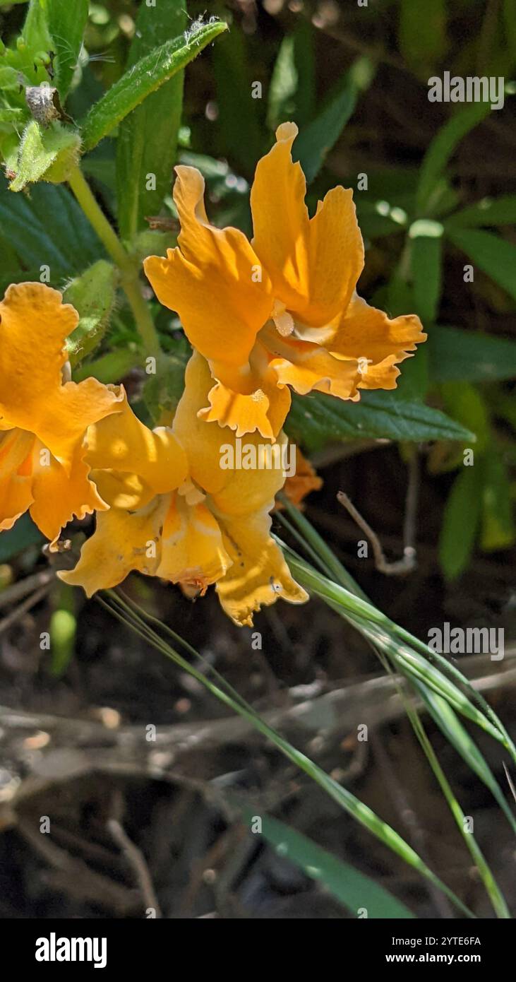 southern bush monkeyflower (Diplacus longiflorus Stock Photo - Alamy