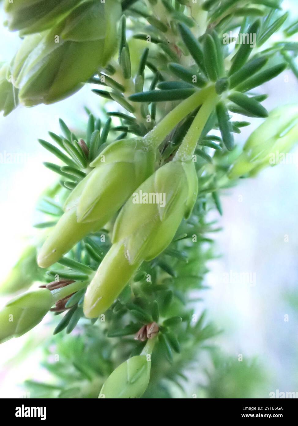 Erica coccinea coccinea hi-res stock photography and images - Alamy