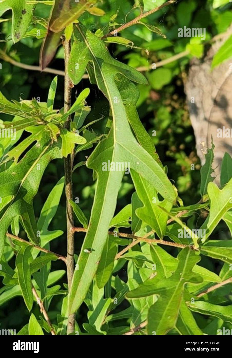 water oak (Quercus nigra Stock Photo - Alamy
