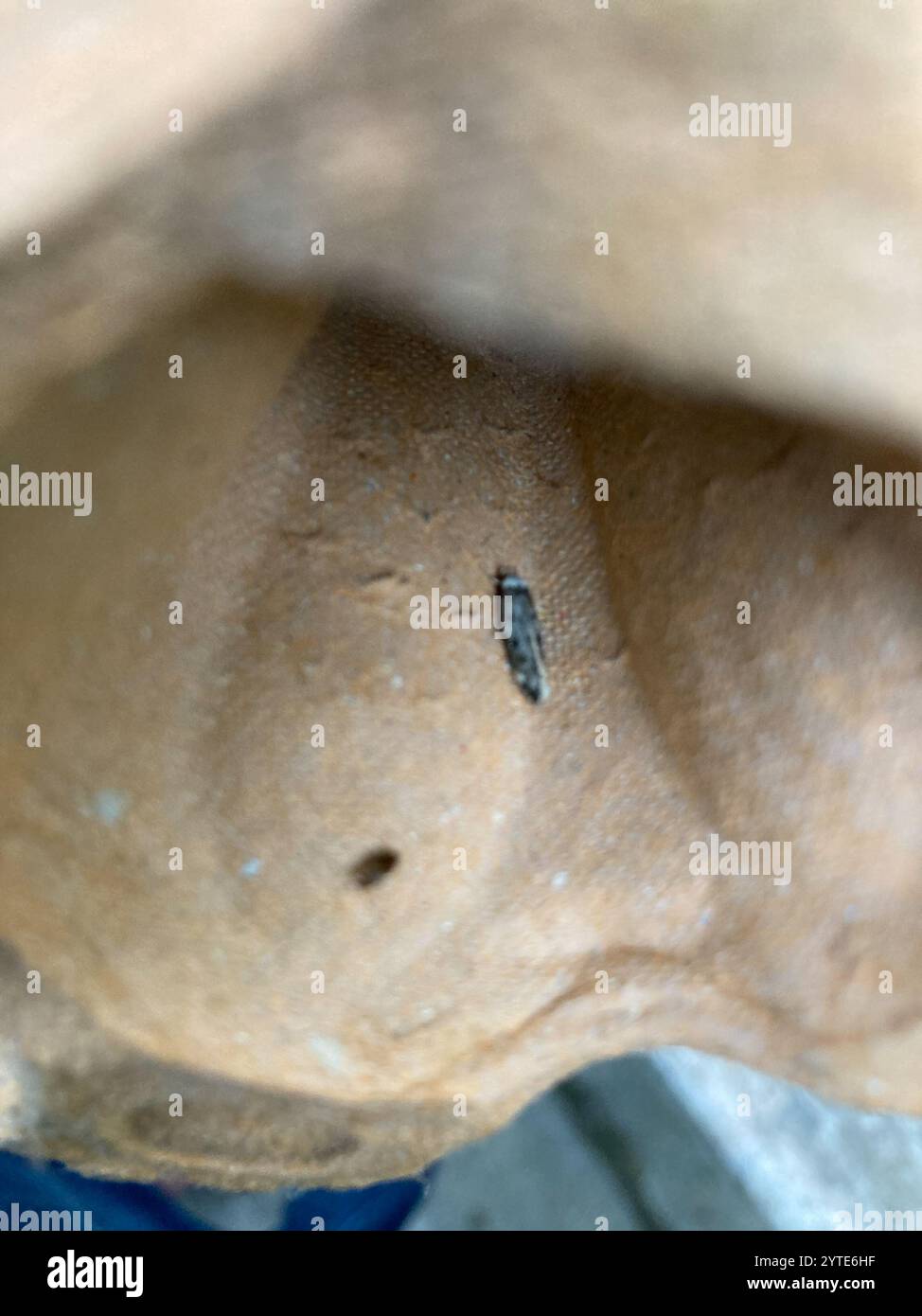 White shouldered moth hi-res stock photography and images - Alamy