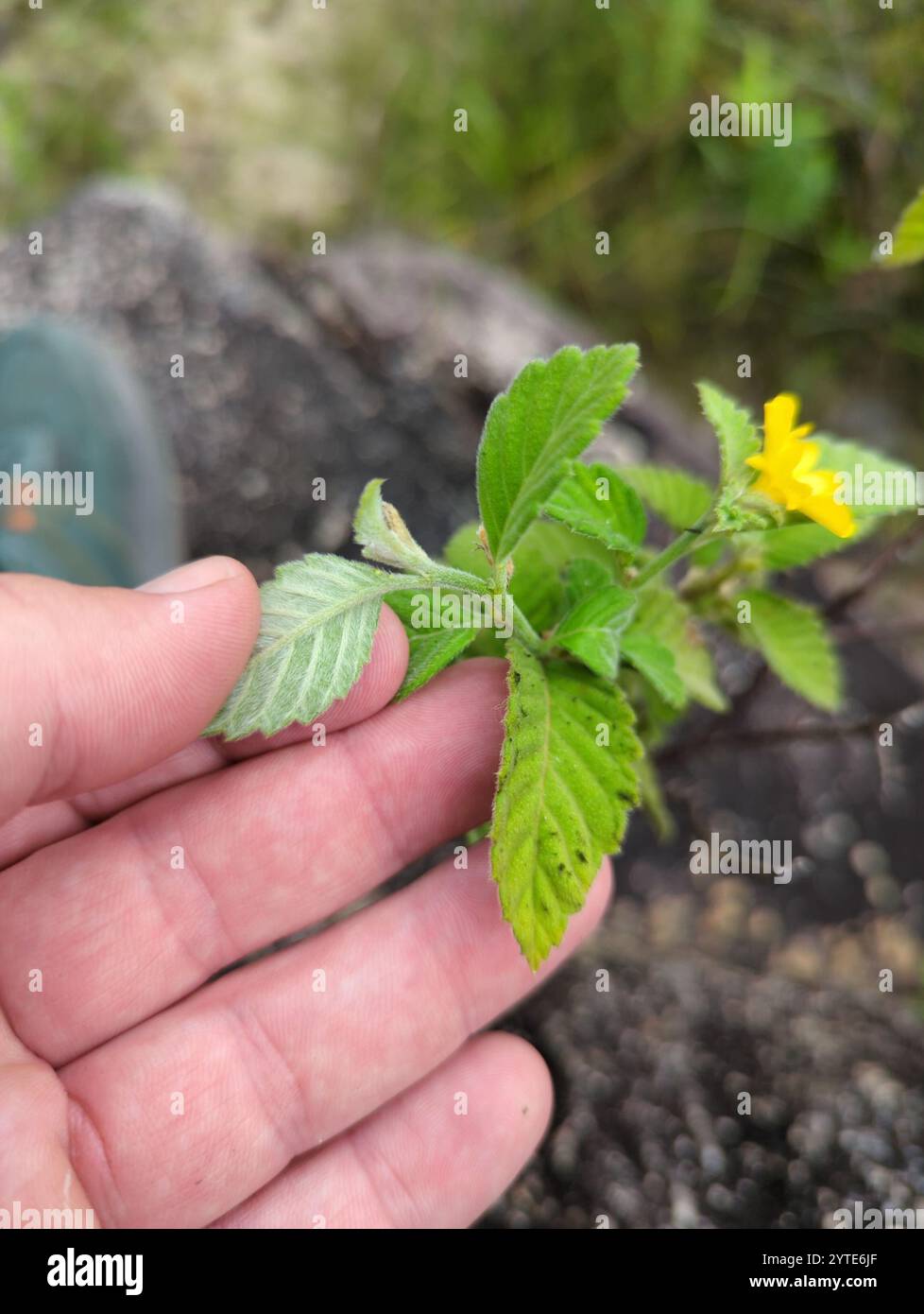 Yellow alder (Turnera ulmifolia Stock Photo - Alamy