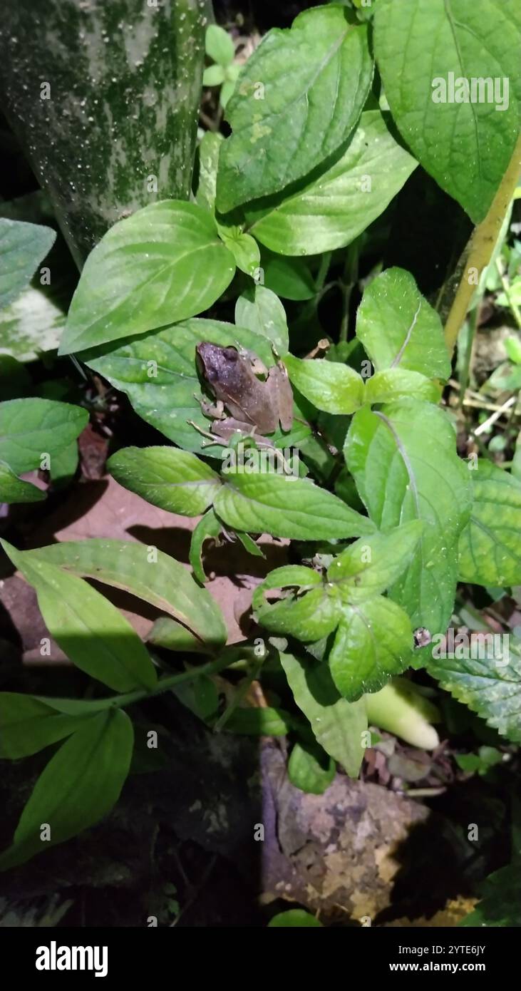 Cachabi Robber Frog (Pristimantis achatinus Stock Photo - Alamy