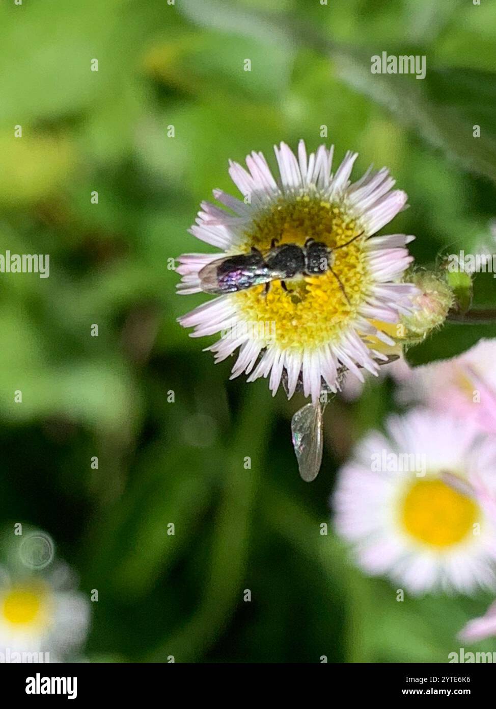 Armored-Resin bees (Heriades Stock Photo - Alamy