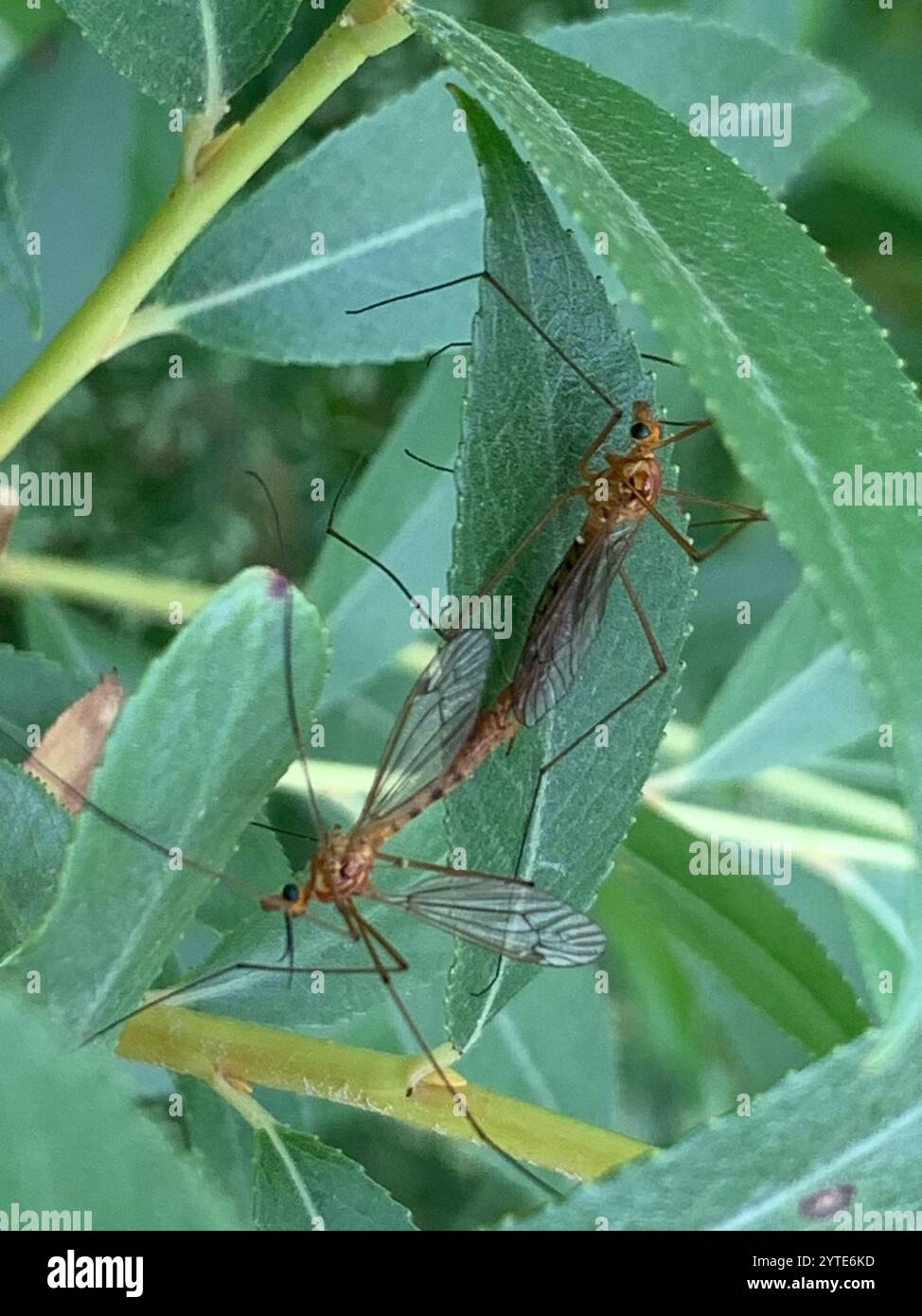 Nephrotoma ferruginea hi-res stock photography and images - Alamy