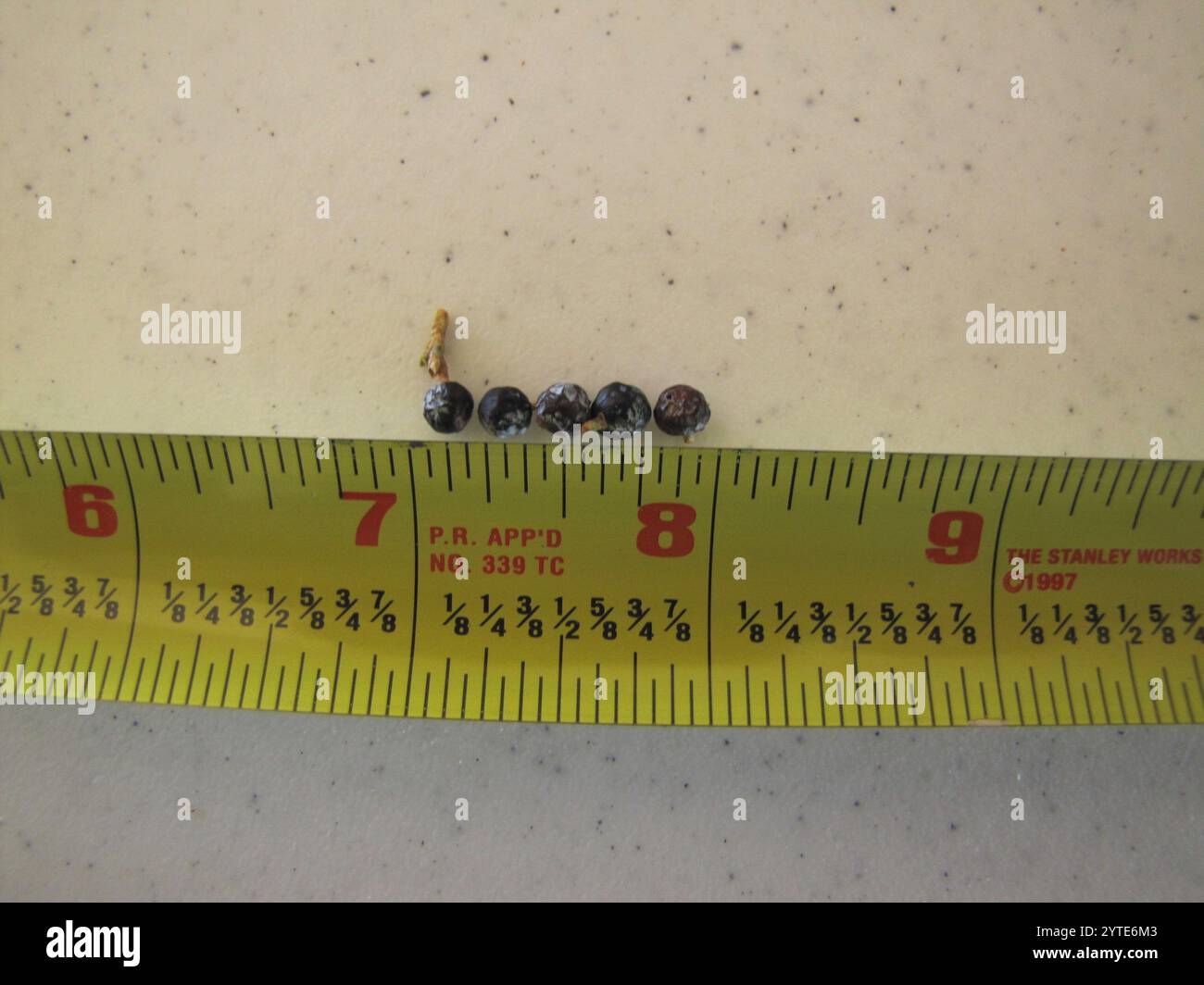 One-seed Juniper (Juniperus monosperma Stock Photo - Alamy