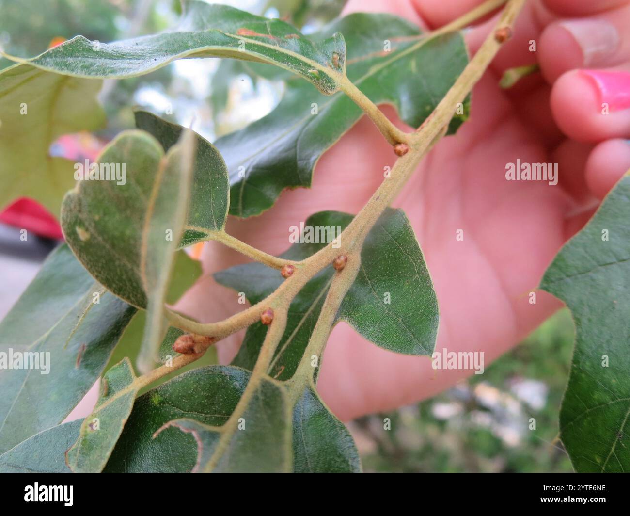 southern red oak (Quercus falcata Stock Photo - Alamy