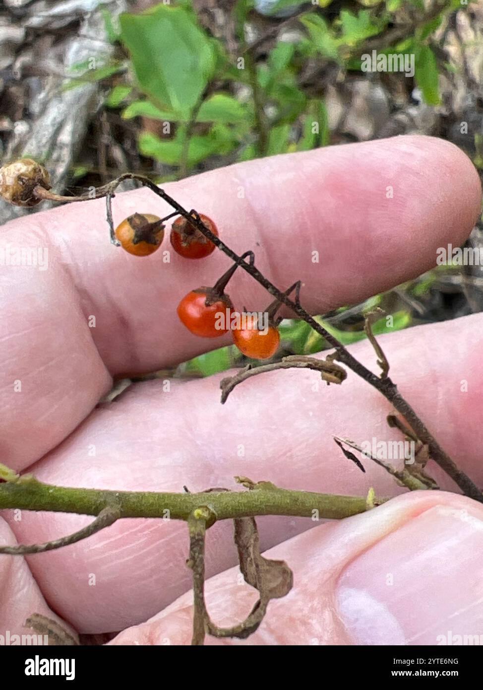Bahama Nightshade (Solanum bahamense Stock Photo - Alamy