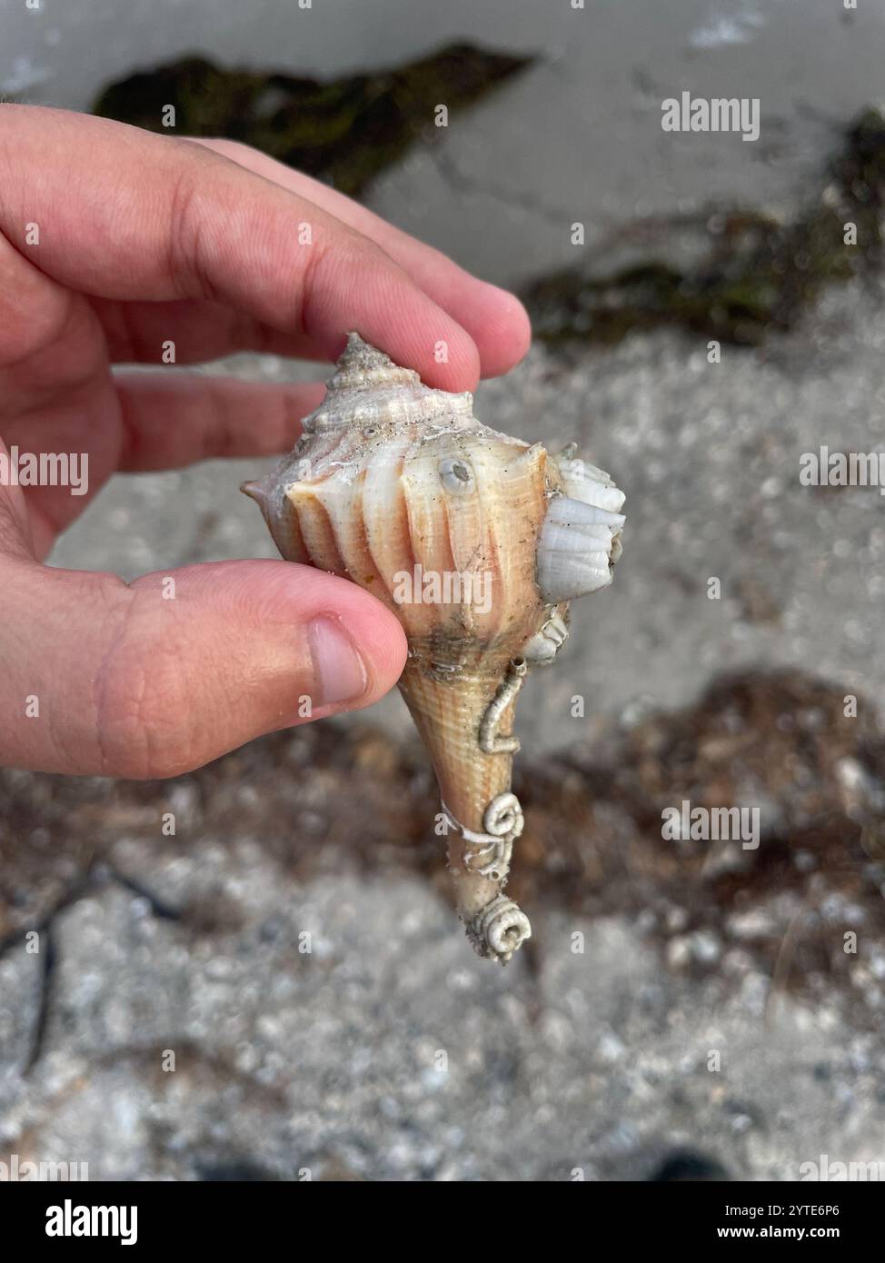 Texas Lightning Whelk (Sinistrofulgur pulleyi Stock Photo - Alamy