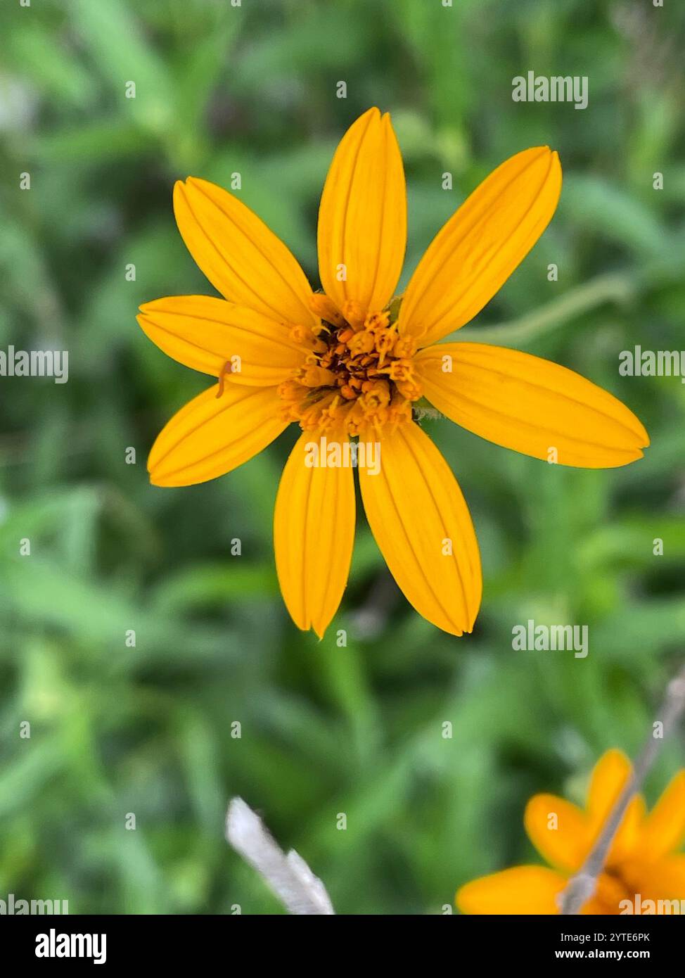Texas creeping-oxeye (Wedelia hispida Stock Photo - Alamy