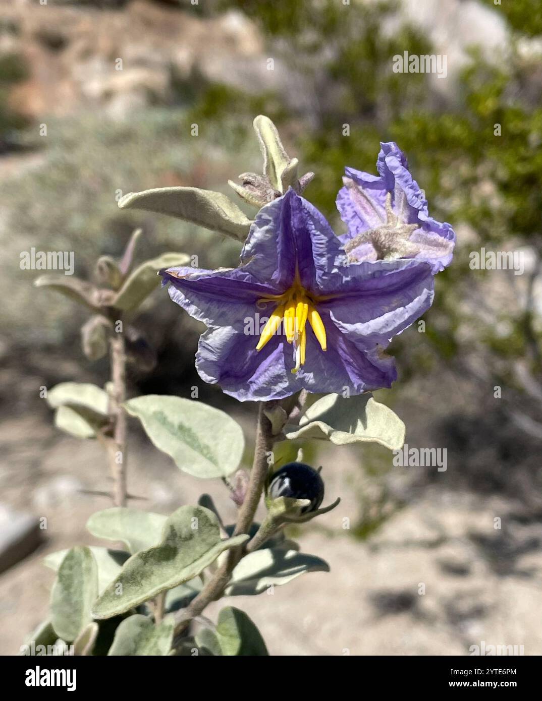 Baja California nightshade (Solanum hindsianum Stock Photo - Alamy