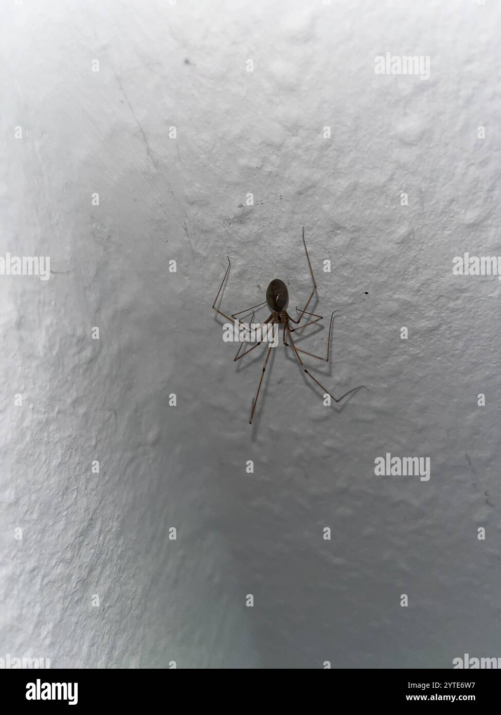 Common Cellar Spiders (Pholcus Stock Photo - Alamy