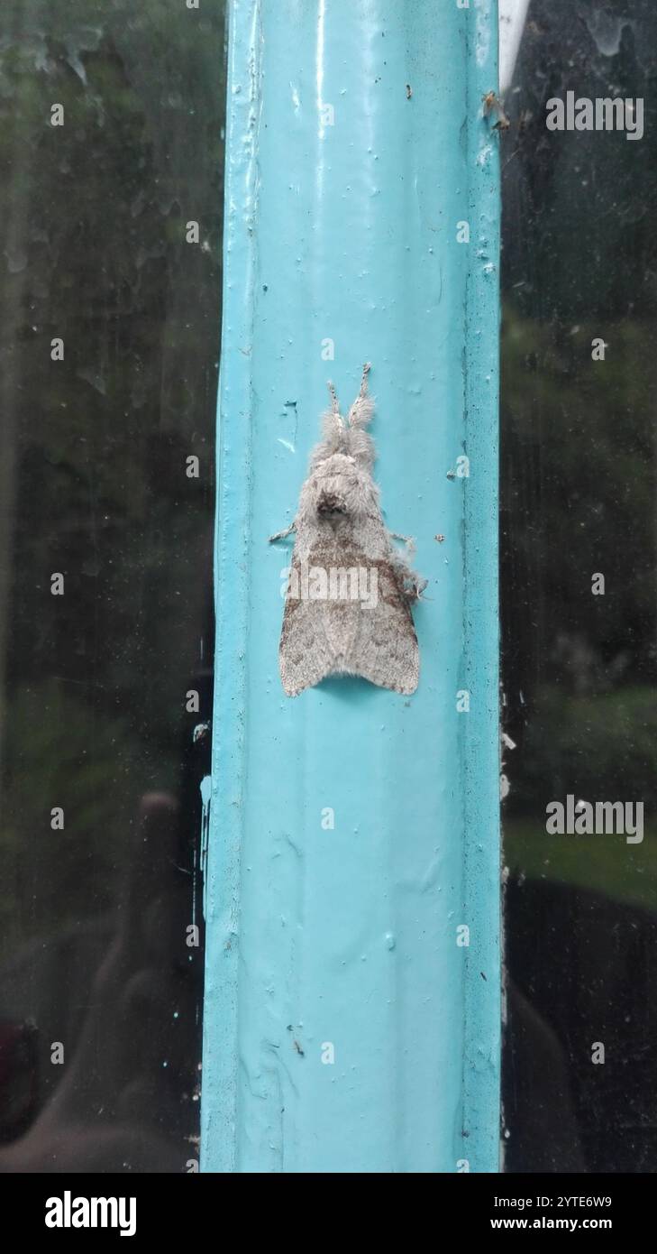 Pale Tussock Moth (Calliteara pudibunda Stock Photo - Alamy