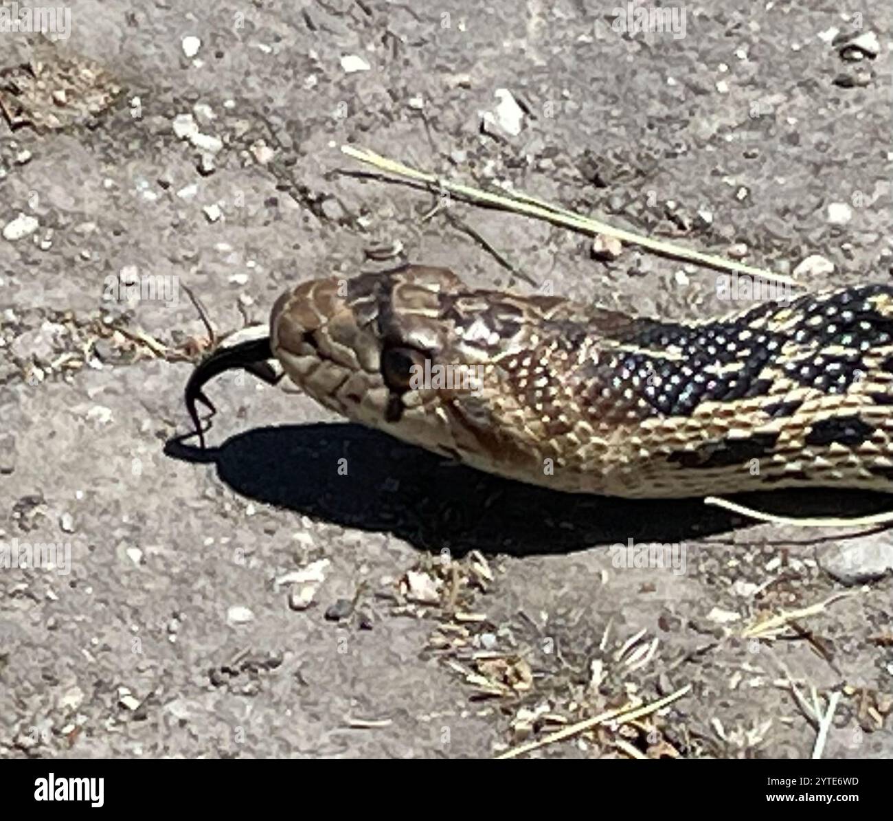 Pacific Gopher Snake (Pituophis catenifer catenifer Stock Photo - Alamy