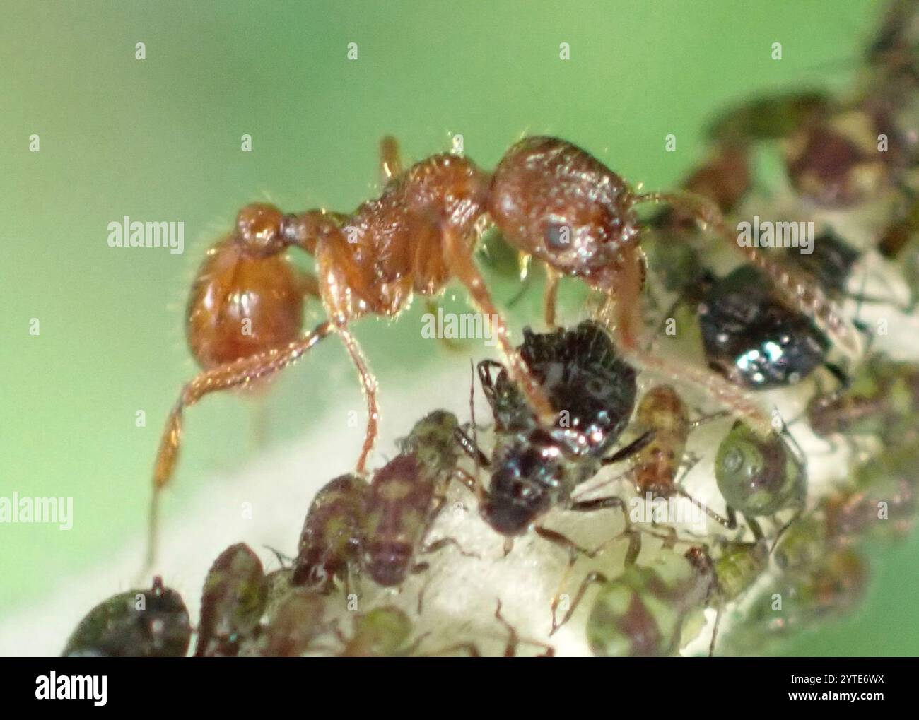 Furrowed Ants (Myrmica Stock Photo - Alamy