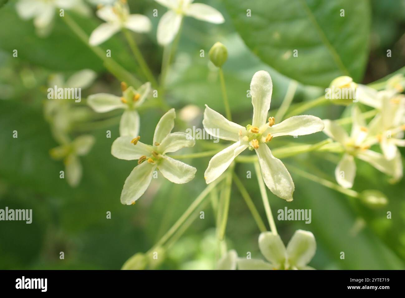 Western Hoptree (Ptelea crenulata Stock Photo - Alamy