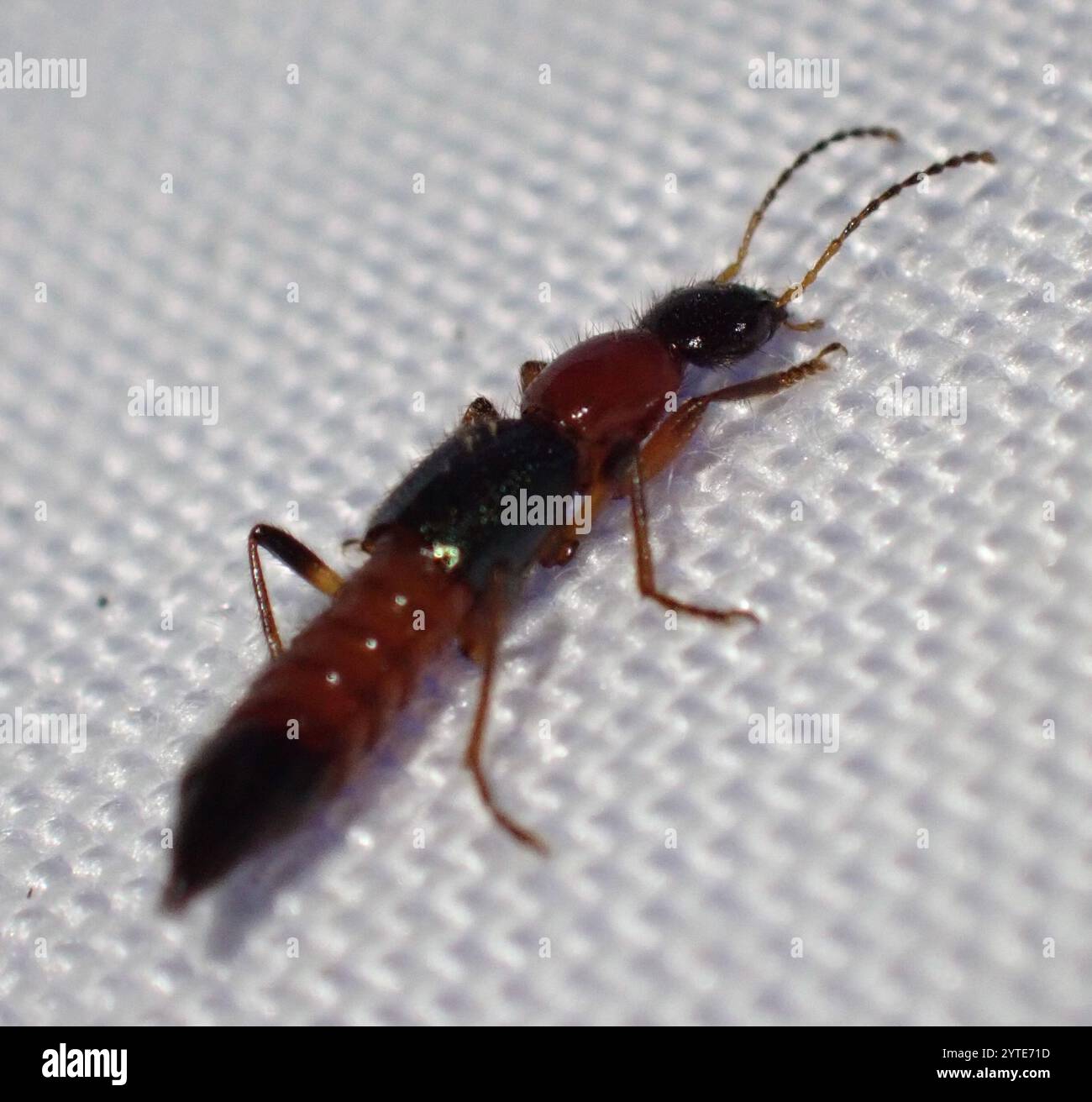 Whiplash Beetles (Paederus Stock Photo - Alamy