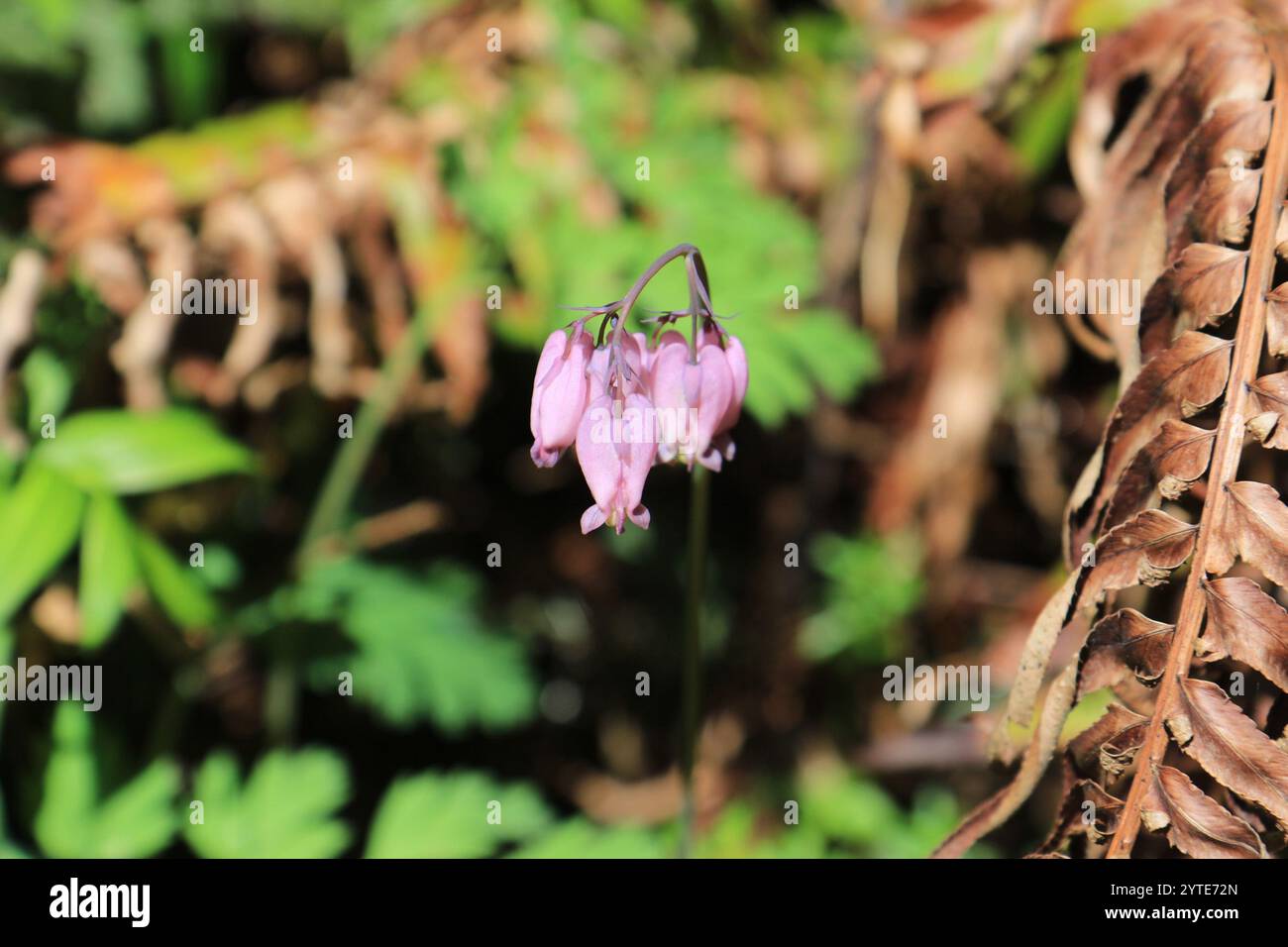 Pacific Bleeding Heart (Dicentra formosa Stock Photo - Alamy