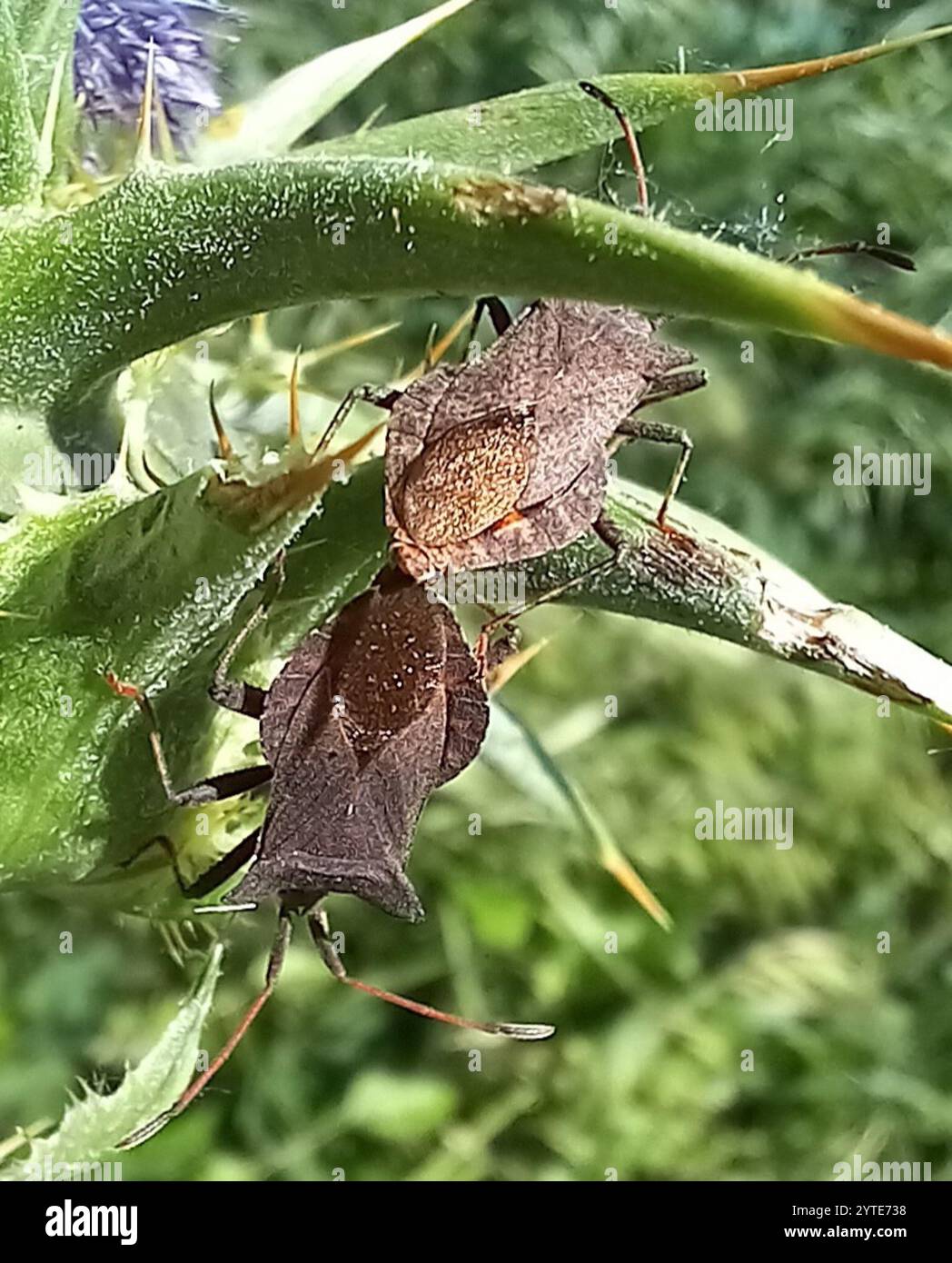 Dock Bug (Coreus marginatus Stock Photo - Alamy