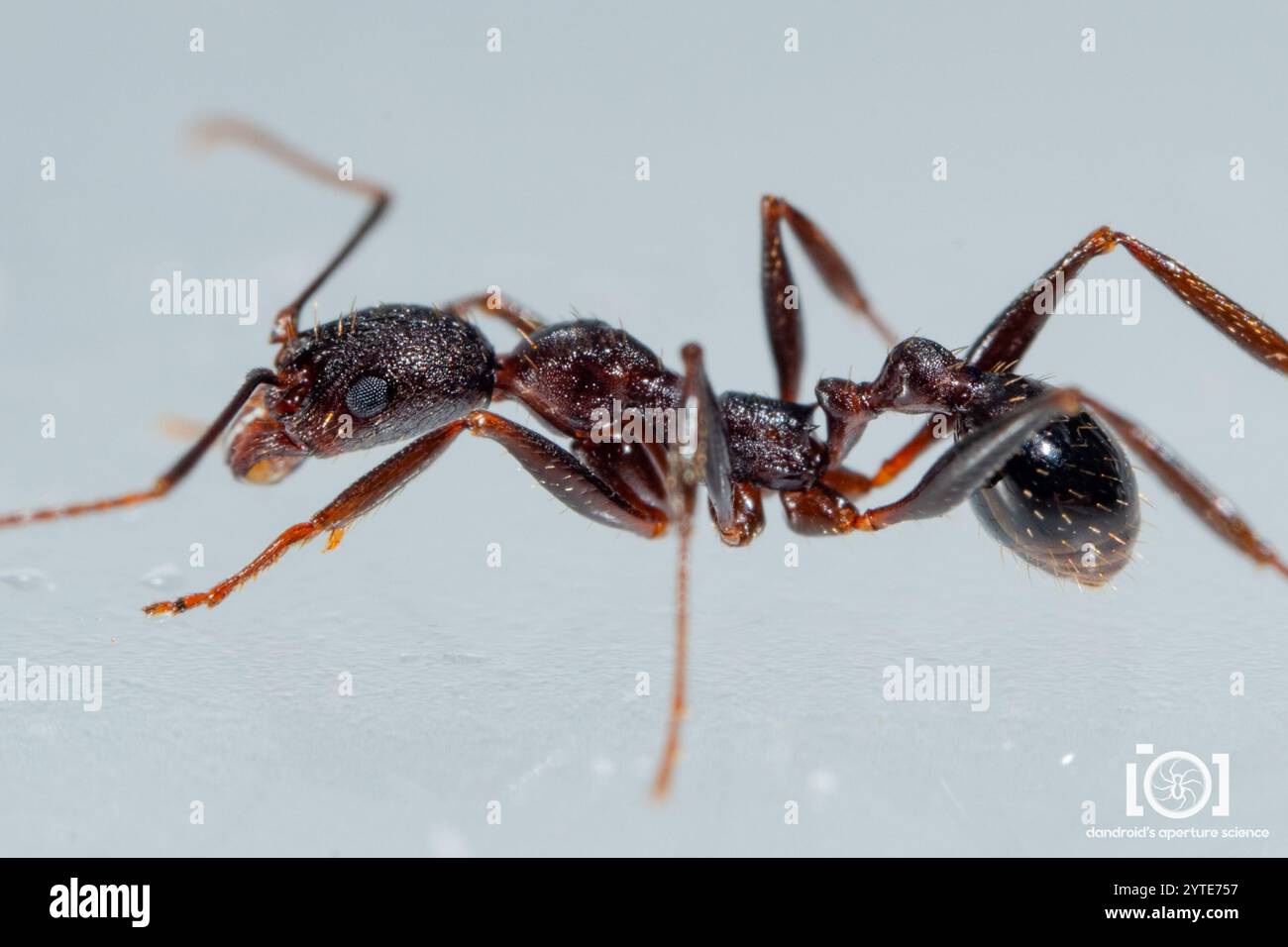 Collared ant hi-res stock photography and images - Alamy