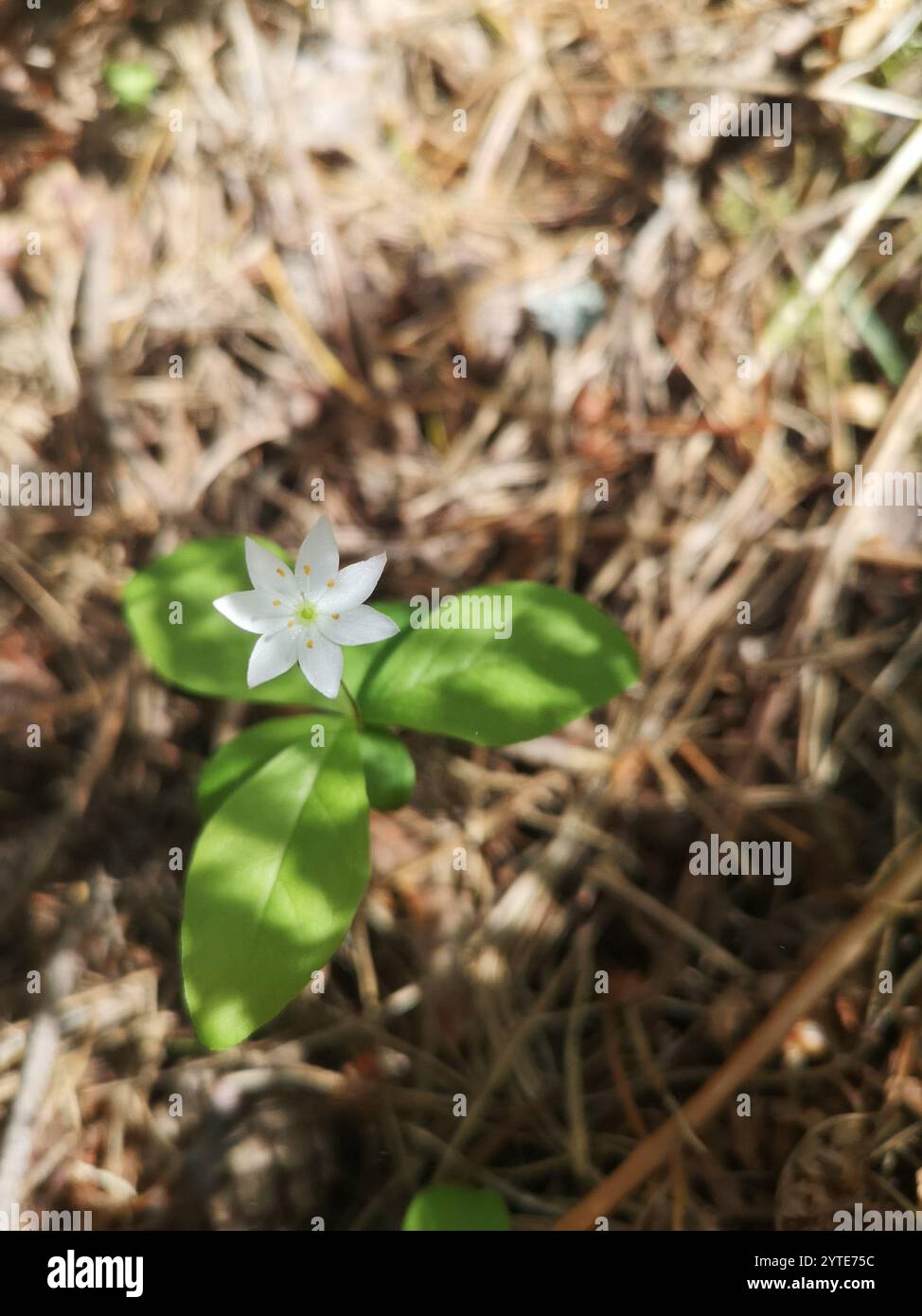 Arctic Starflower (Lysimachia europaea Stock Photo - Alamy