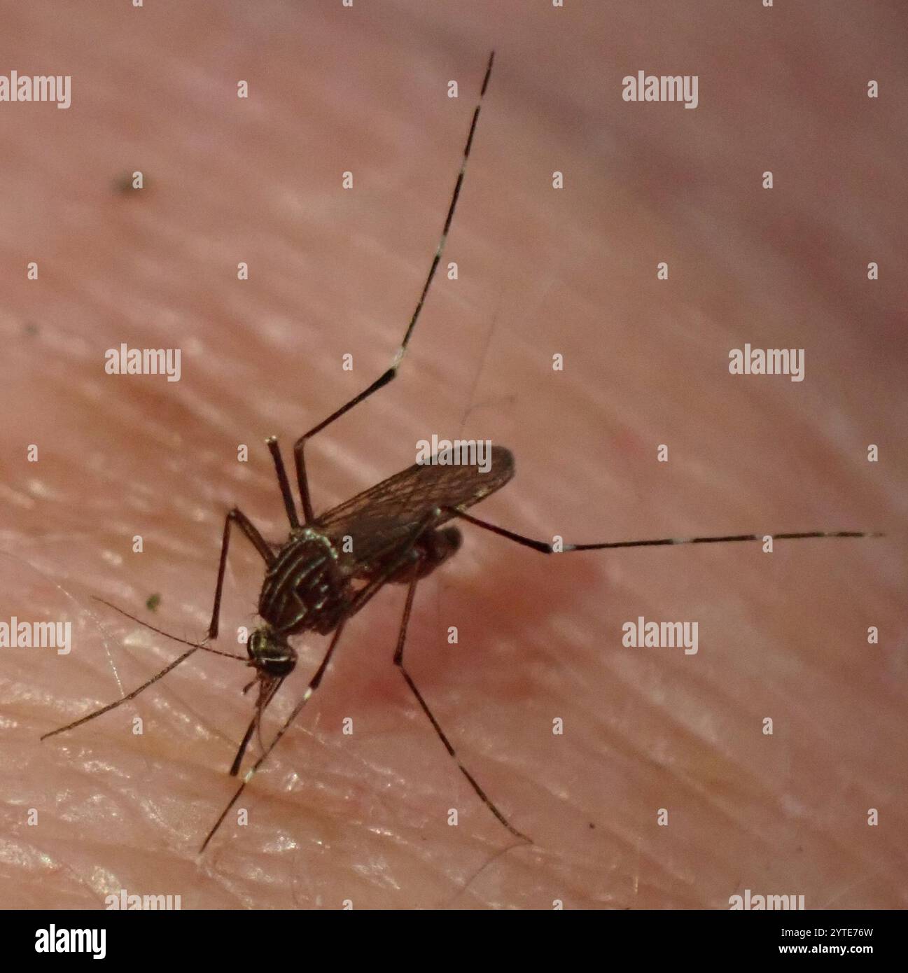 Striped Mosquito (Aedes notoscriptus Stock Photo - Alamy