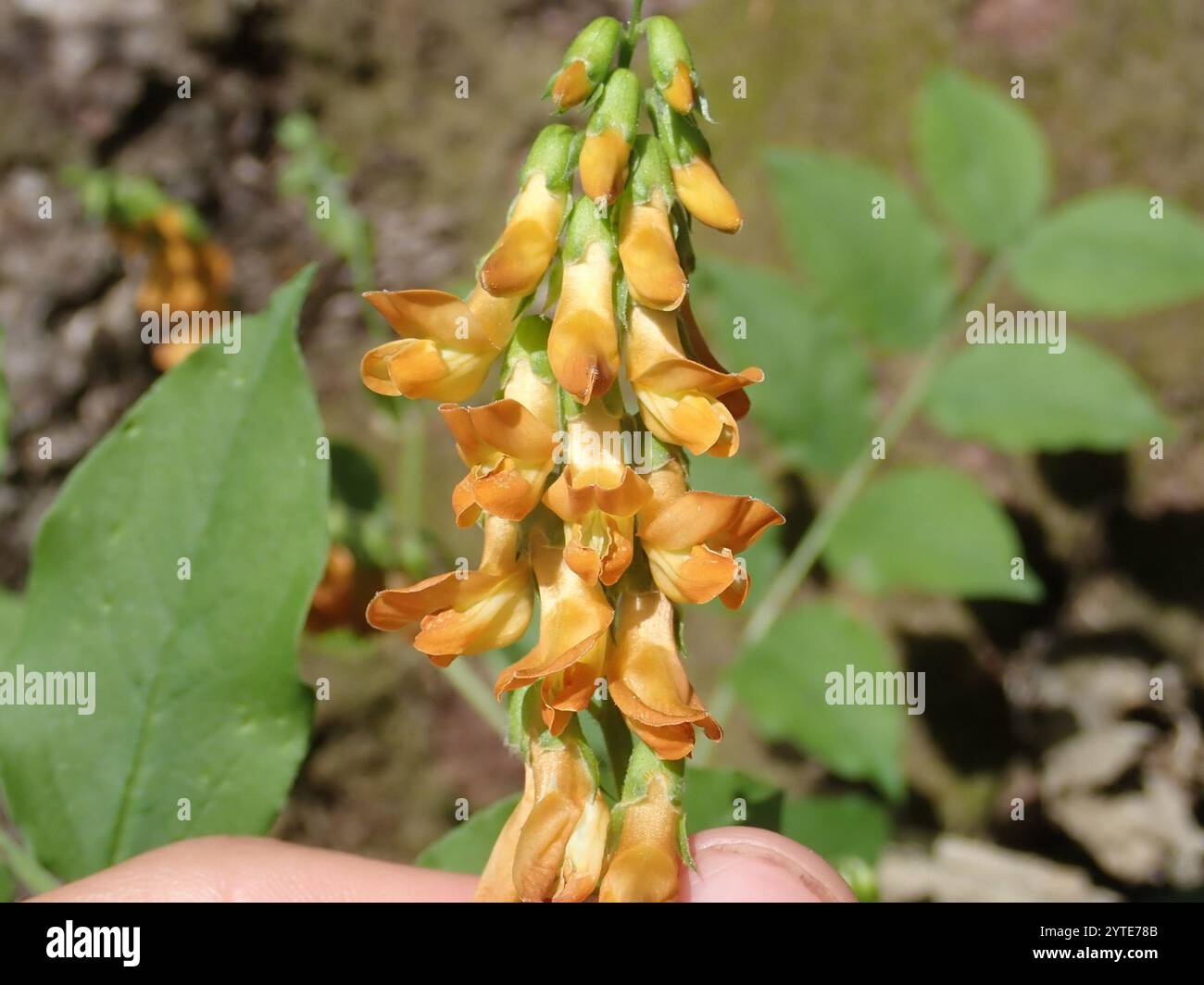 Golden Pea (Lathyrus aureus Stock Photo - Alamy