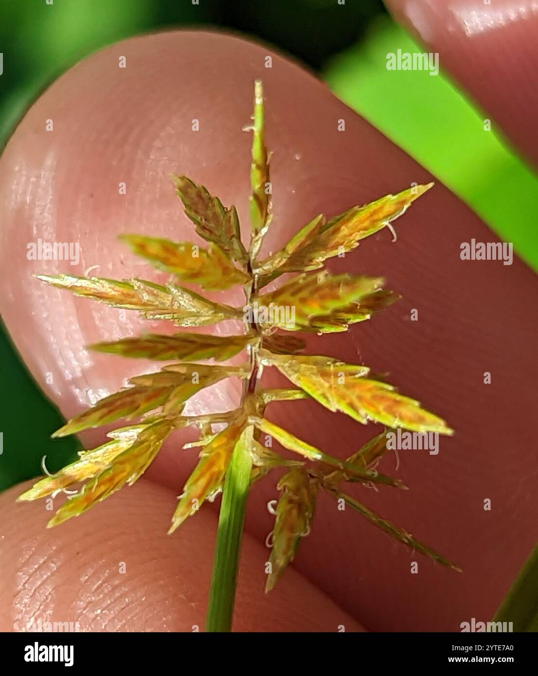 Bunchy flat-sedge (Cyperus polystachyos Stock Photo - Alamy