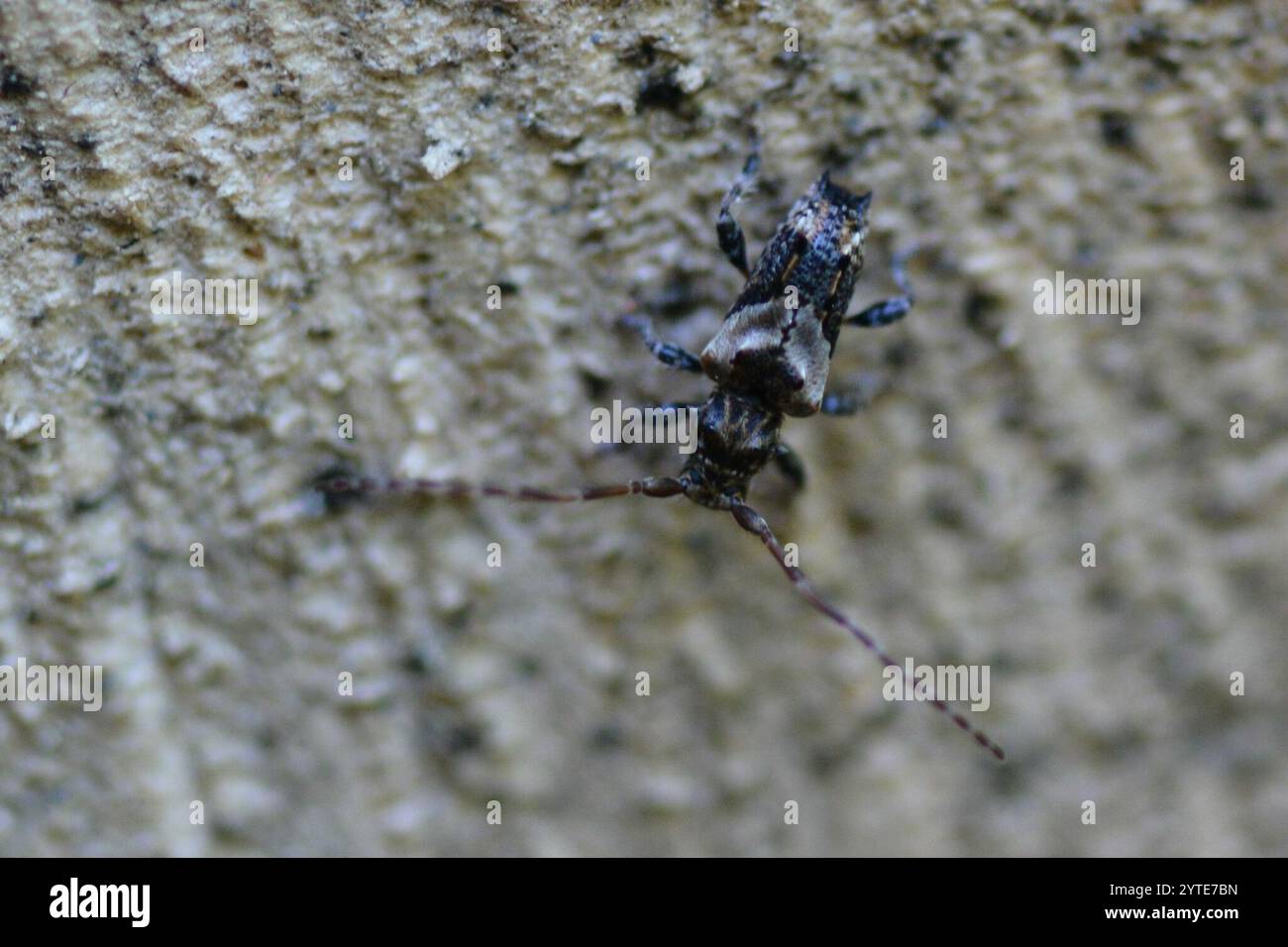 lesser thorn-tipped longhorn beetle (Pogonocherus hispidus Stock Photo ...