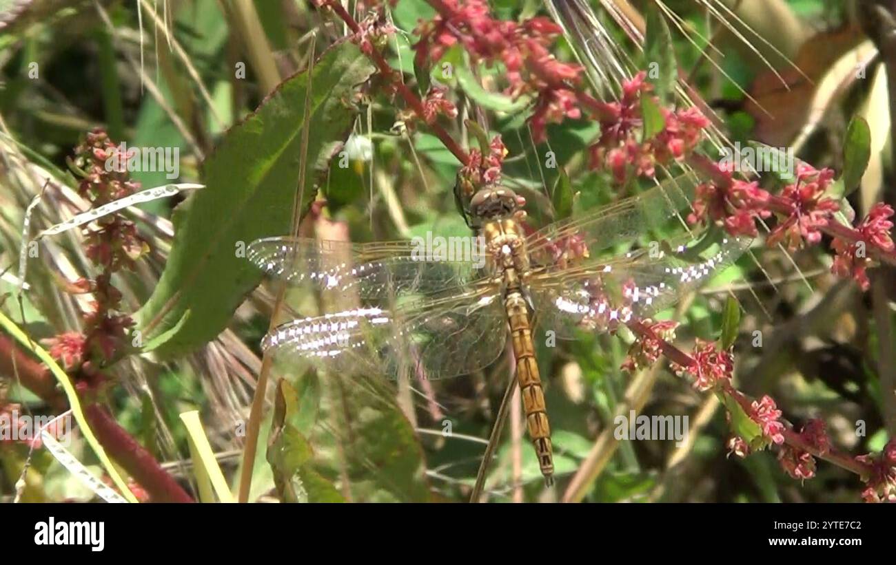 Violet Dropwing (Trithemis annulata Stock Photo - Alamy