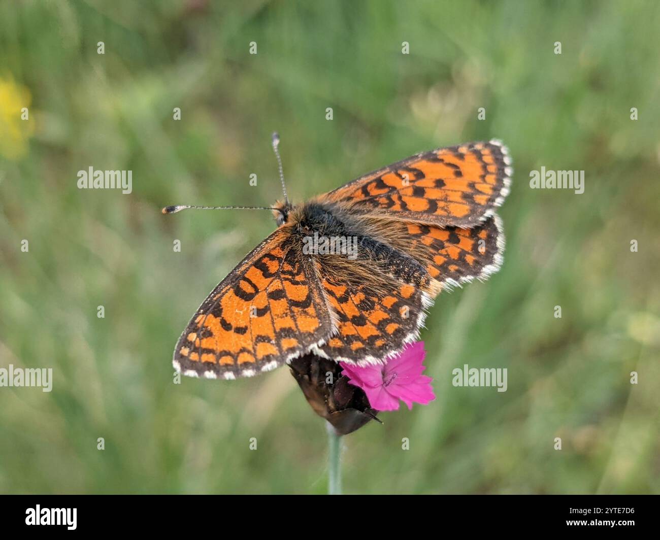 Lesser Spotted Fritillary (Melitaea trivia Stock Photo - Alamy