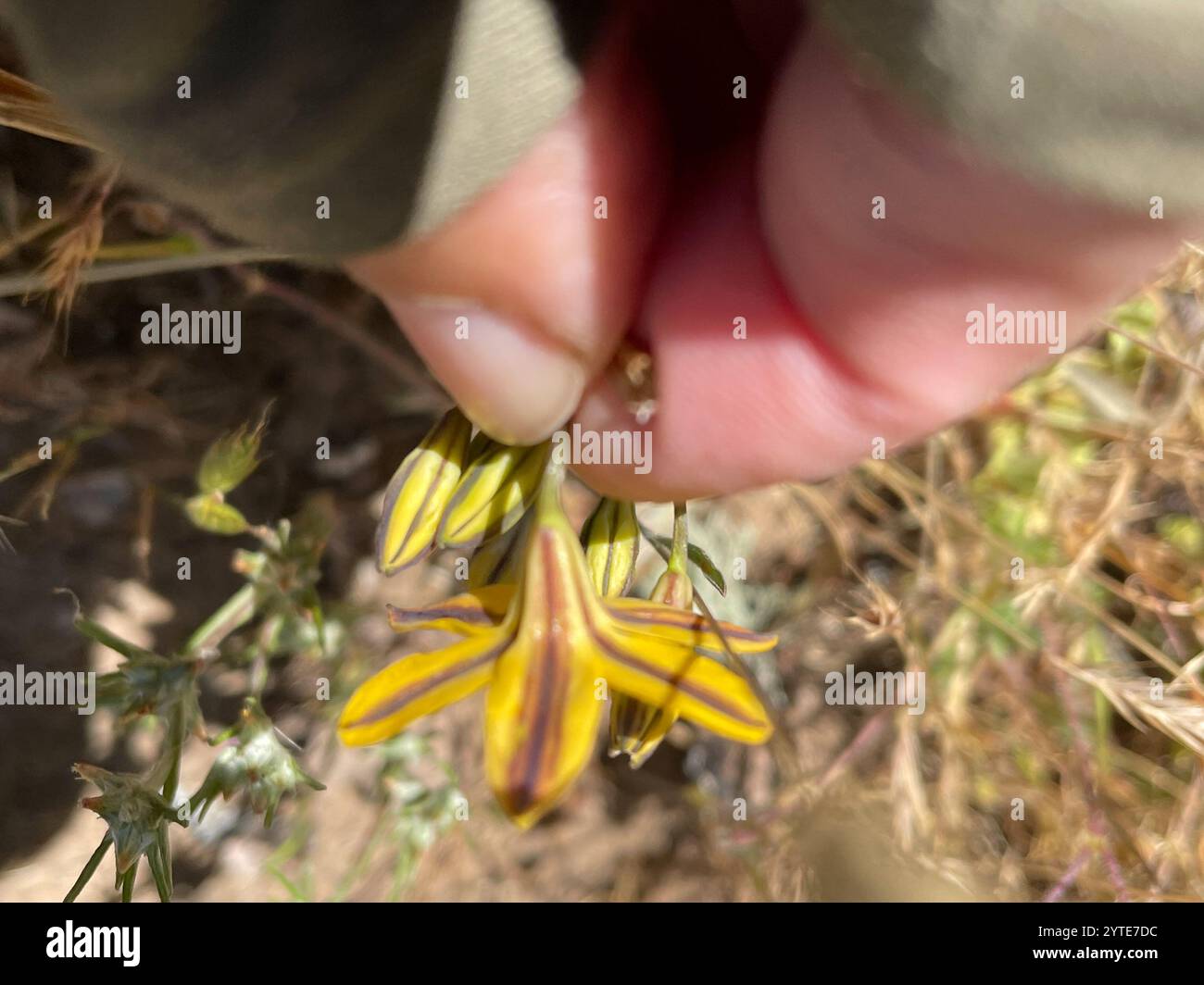 golden brodiaea (Triteleia ixioides ixioides Stock Photo - Alamy