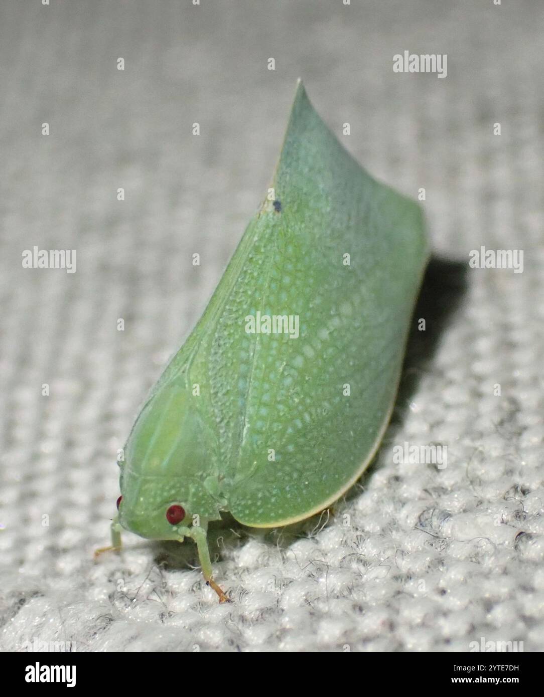Unipunctata hi-res stock photography and images - Alamy