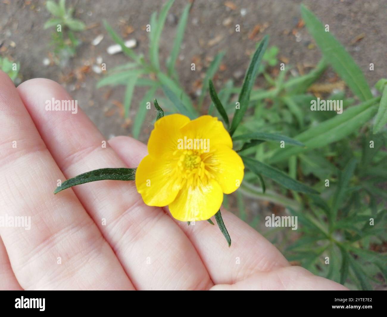 Multi-flowered Buttercup (Ranunculus polyanthemos Stock Photo - Alamy