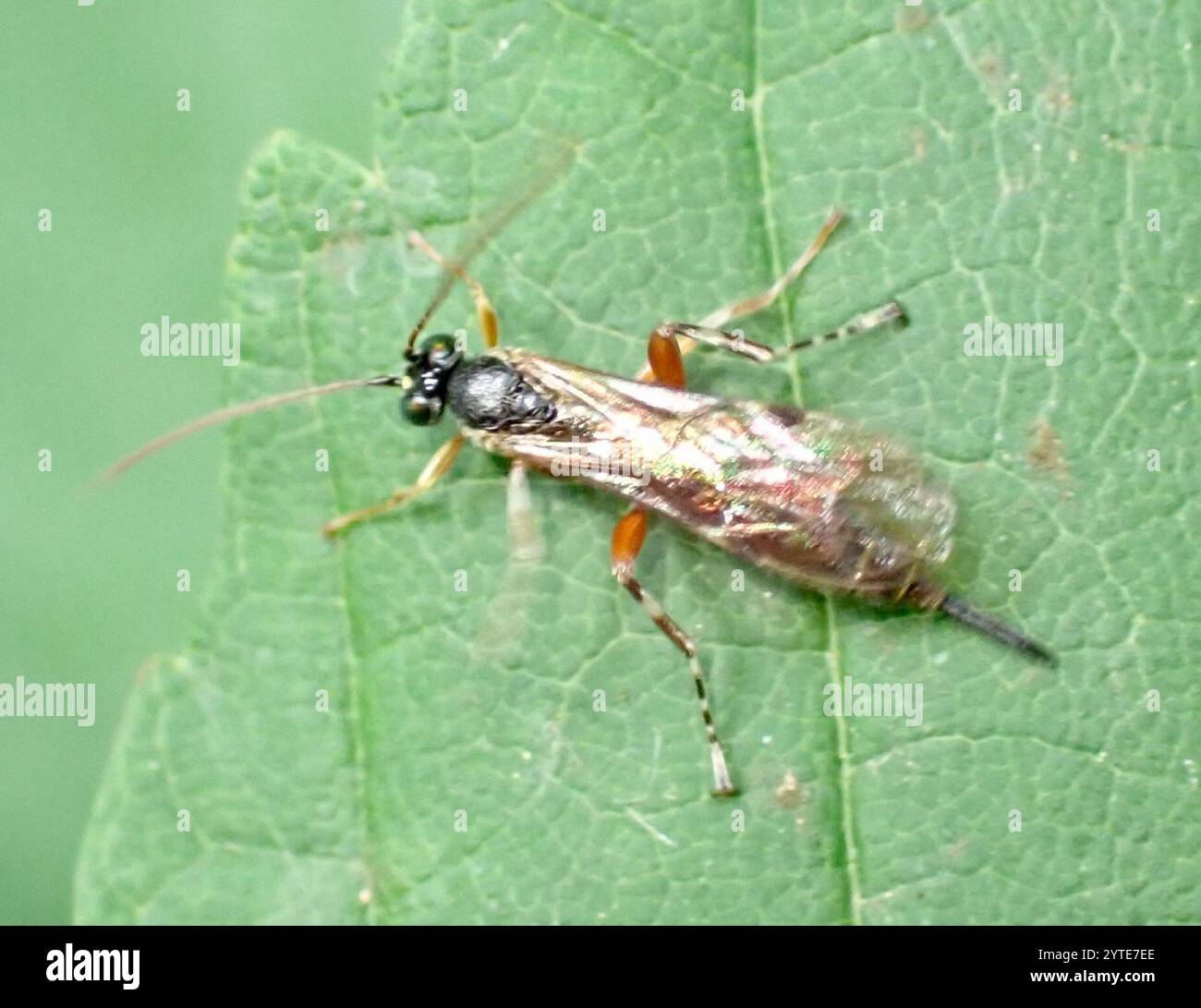 Itoplectis maculator hi-res stock photography and images - Alamy