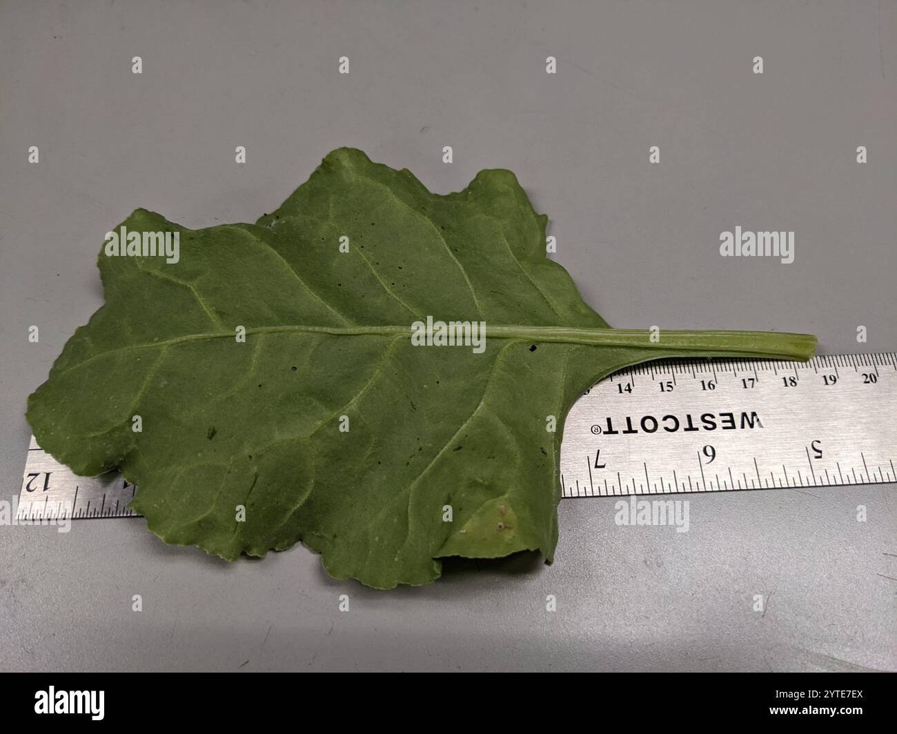 sea beet (Beta vulgaris maritima Stock Photo - Alamy