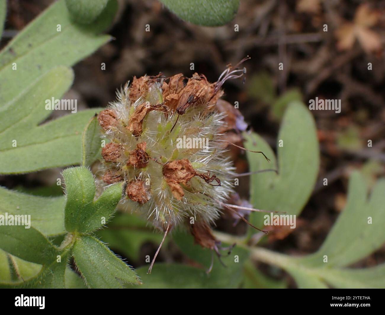 ballhead waterleaf (Hydrophyllum capitatum Stock Photo - Alamy