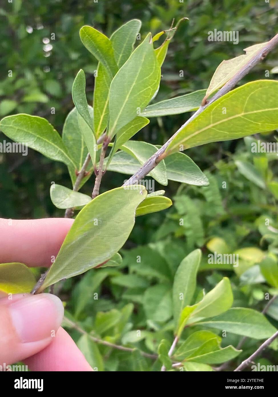 Florida swampprivet (Forestiera segregata Stock Photo - Alamy